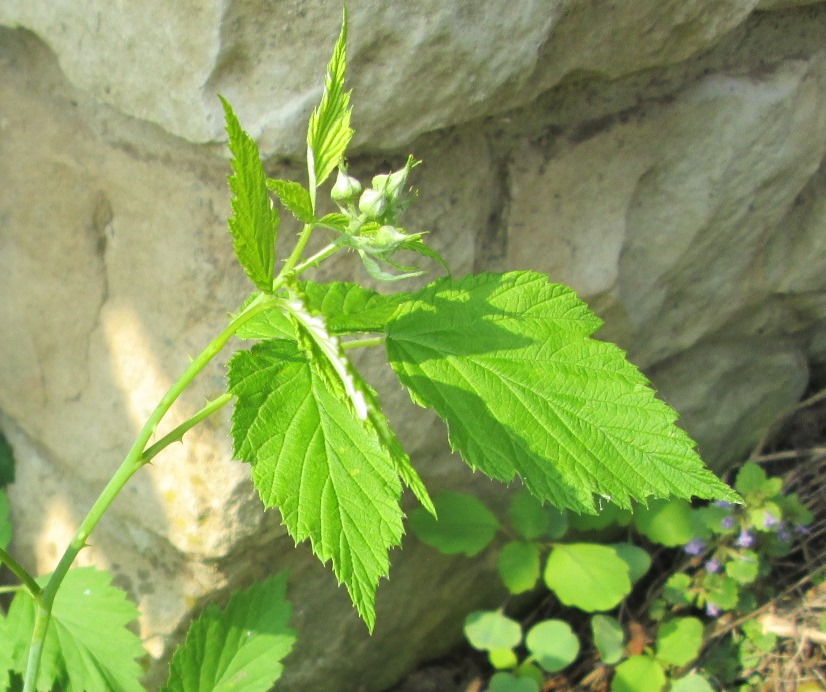 The Essential Herbal Blog: 7 Great Weeds Waiting Outside Right Now