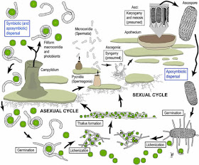 Lichen Labeled Diagram