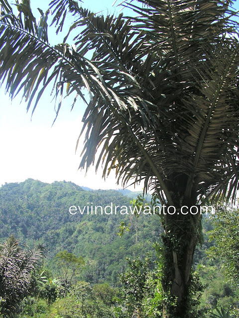 Mengenal Tanaman Aren - Arenga Indonesia Stories