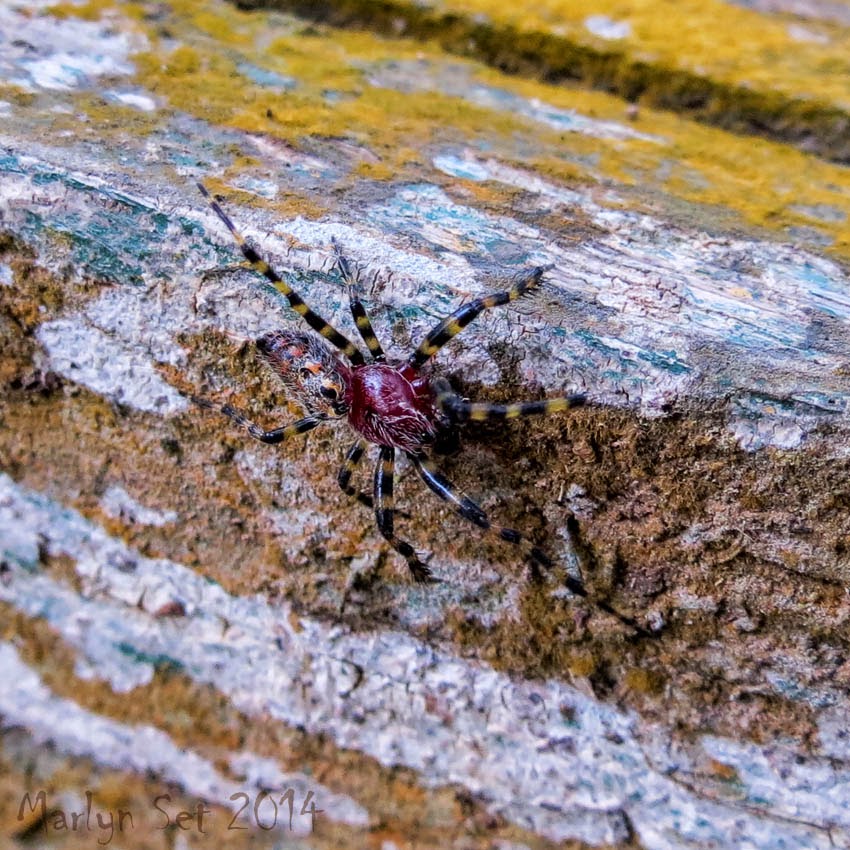 Insetologia - Identificação de insetos: Aranha Alpaida no Paraná