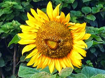 Common Sun Flower-H. annuus-Soorya Kantha | SL Flora