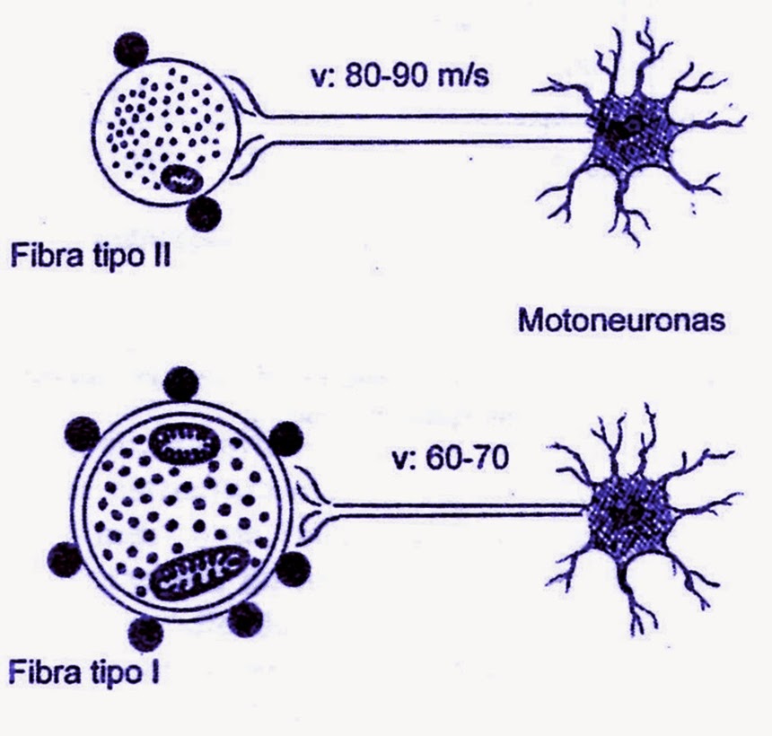 Tipos de fibras musculares