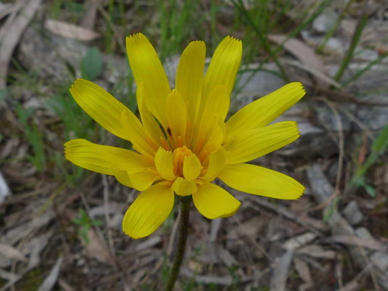 Ian Fraser, talking naturally: The Murnong and the Corella