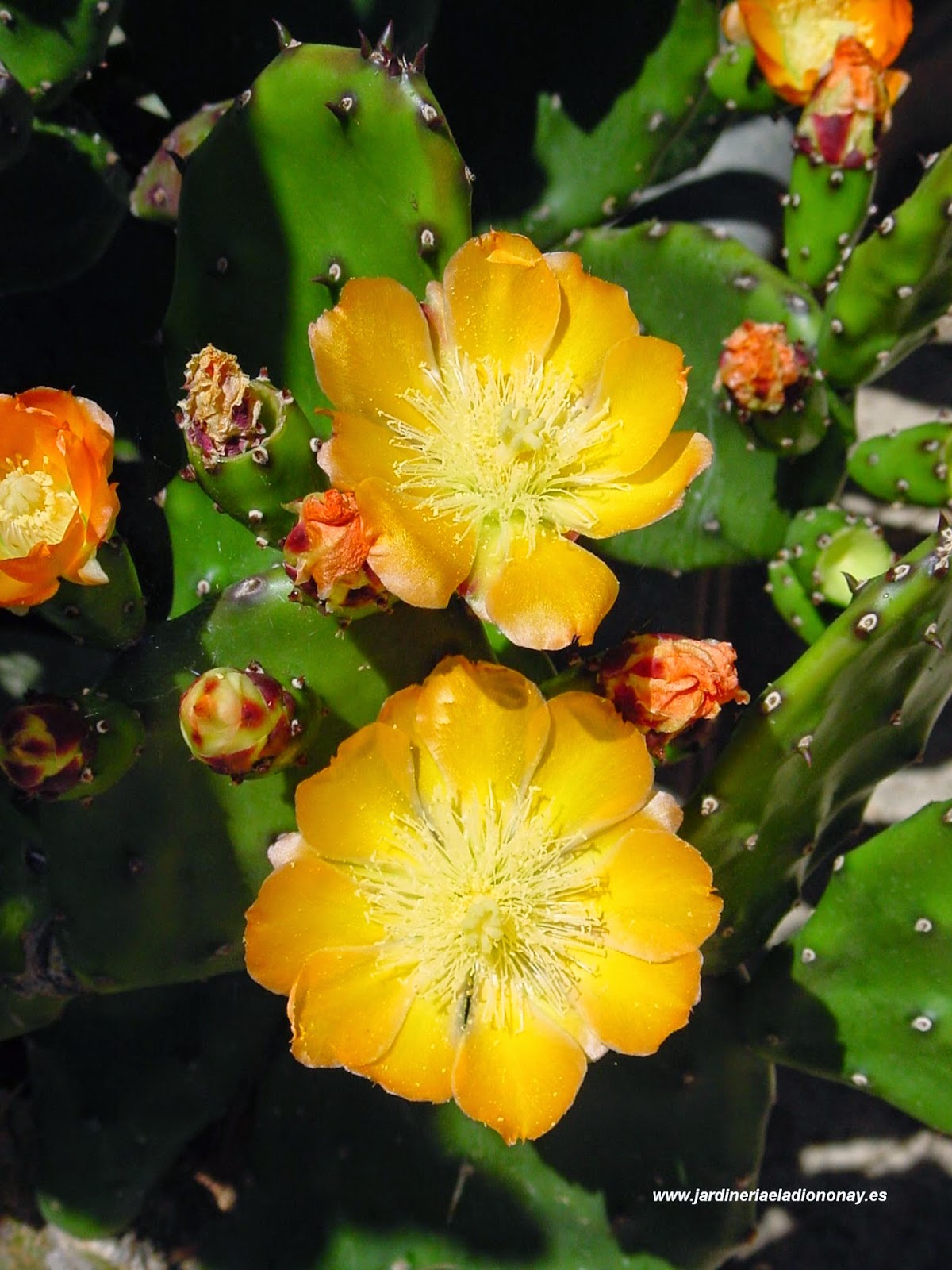 Jardineria Eladio Nonay: CHUMBERA - OPUNTIA FICUS INDICA (Jardinería ...