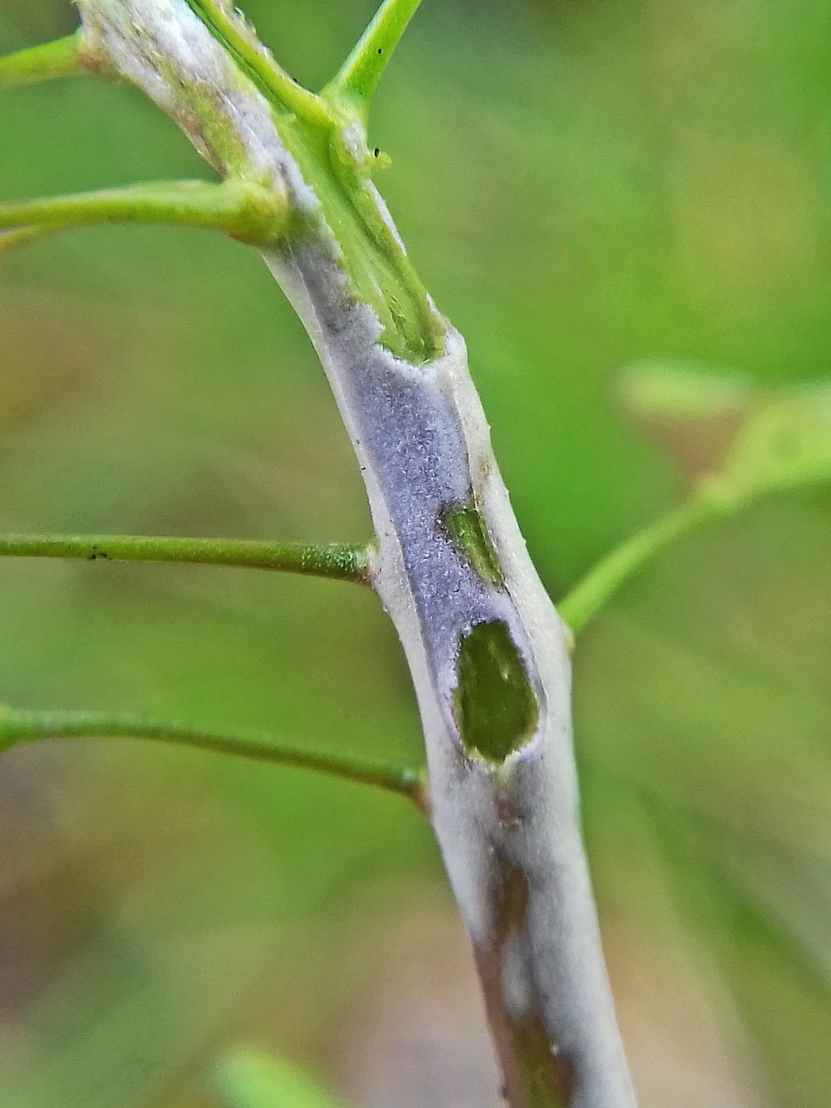 Setas y Hongos de Tineo : ALBUGO CANDIDA (Pers.) Roussel