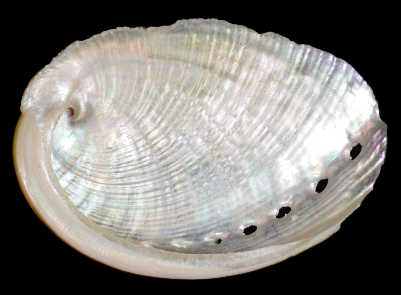 Dr. Lee's Gallery Museum: Haliotis glabra 35.98mm 菲律賓鮑螺