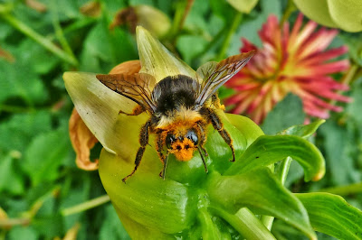 Bees, Birds & Butterflies: The Mystery of the Funny-colored Bees