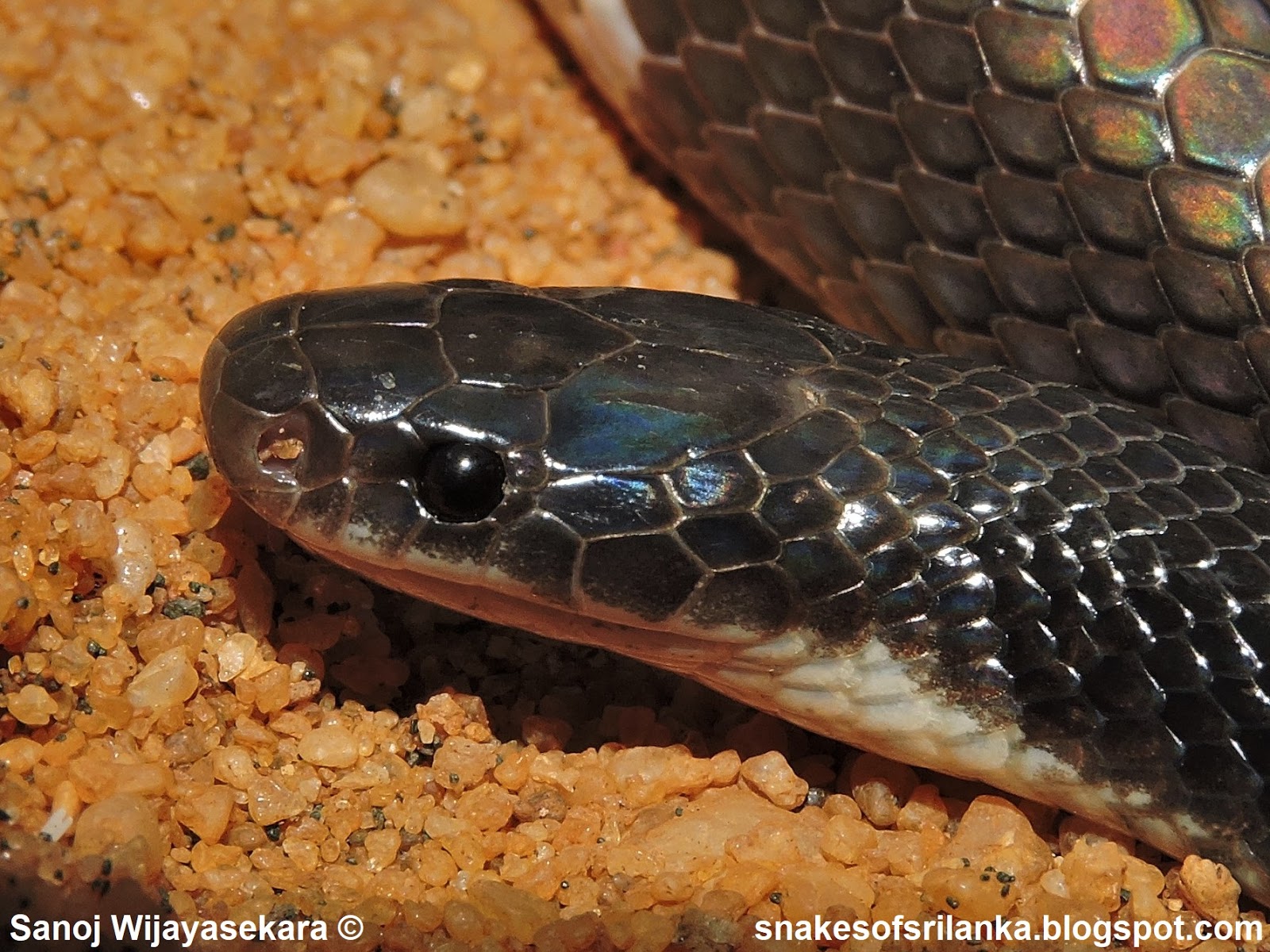 Sri Lankan Krait/මුදු කරවැලා (Bungarus ceylonicus-Günther, 1858)
