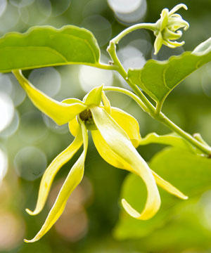 Manfaat Bunga Kenanga