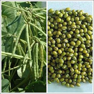 Blog Cikgu ERT: Kekacang