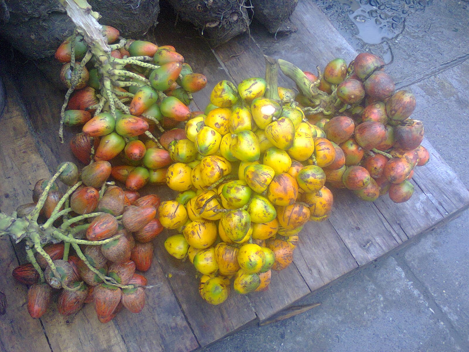 frutas típicas del choco