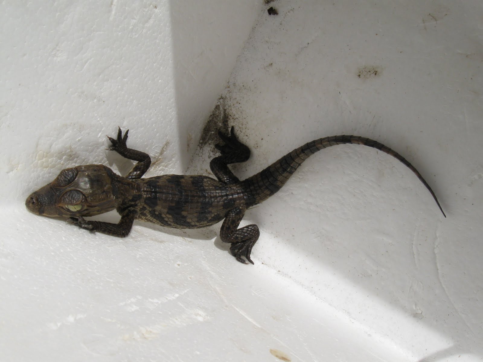 Fauna de Colombia - Wildlife Colombia: Babillas