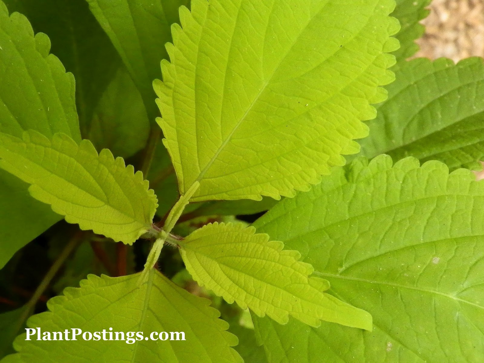 PlantPostings: Garden lessons learned: summer 2012