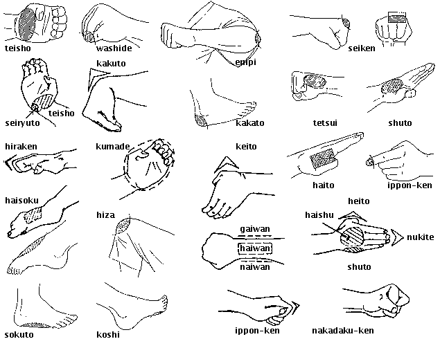 Seisho Kai Shotokan S.K.I.F.: Números y Posiciones