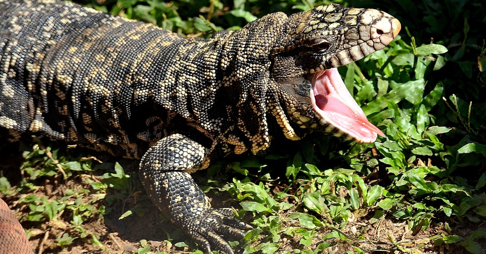 BIBOCA AMBIENTAL : TEIÚ: CONHEÇA ESTE BELO RÉPTIL