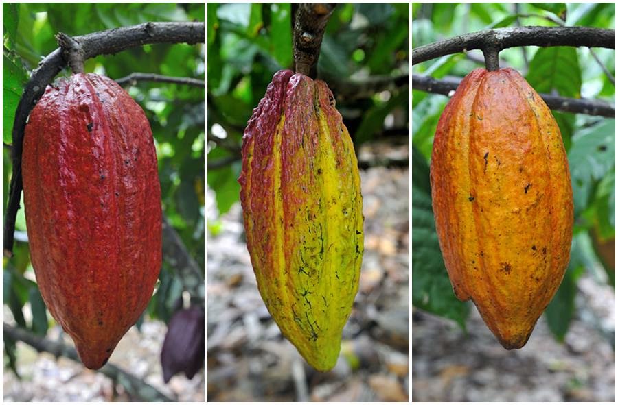 Fazenda Panorama: Cacaueiro - Classificação Botânica