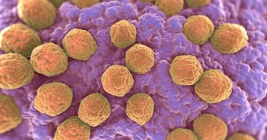 Ciencias de la Salud: Conoce todo sobre la Rubeola