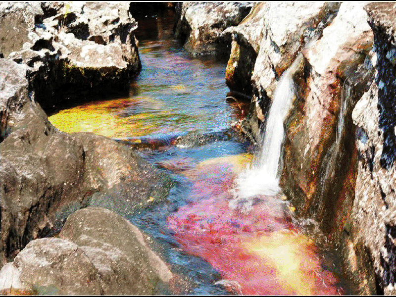 CAÑO CRISTALES, EL RÍO DE LOS CINCO COLORES!!
