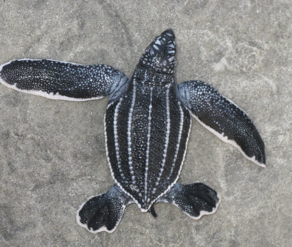 Coffee With Hallelujah: CREATING NEW WORK BEGINNING WITH PIGS: The ...