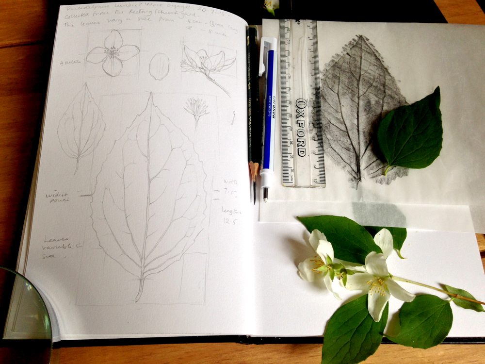 Botanical Sketchbook Collective: Botanical Sketchbook Course, Artist ...