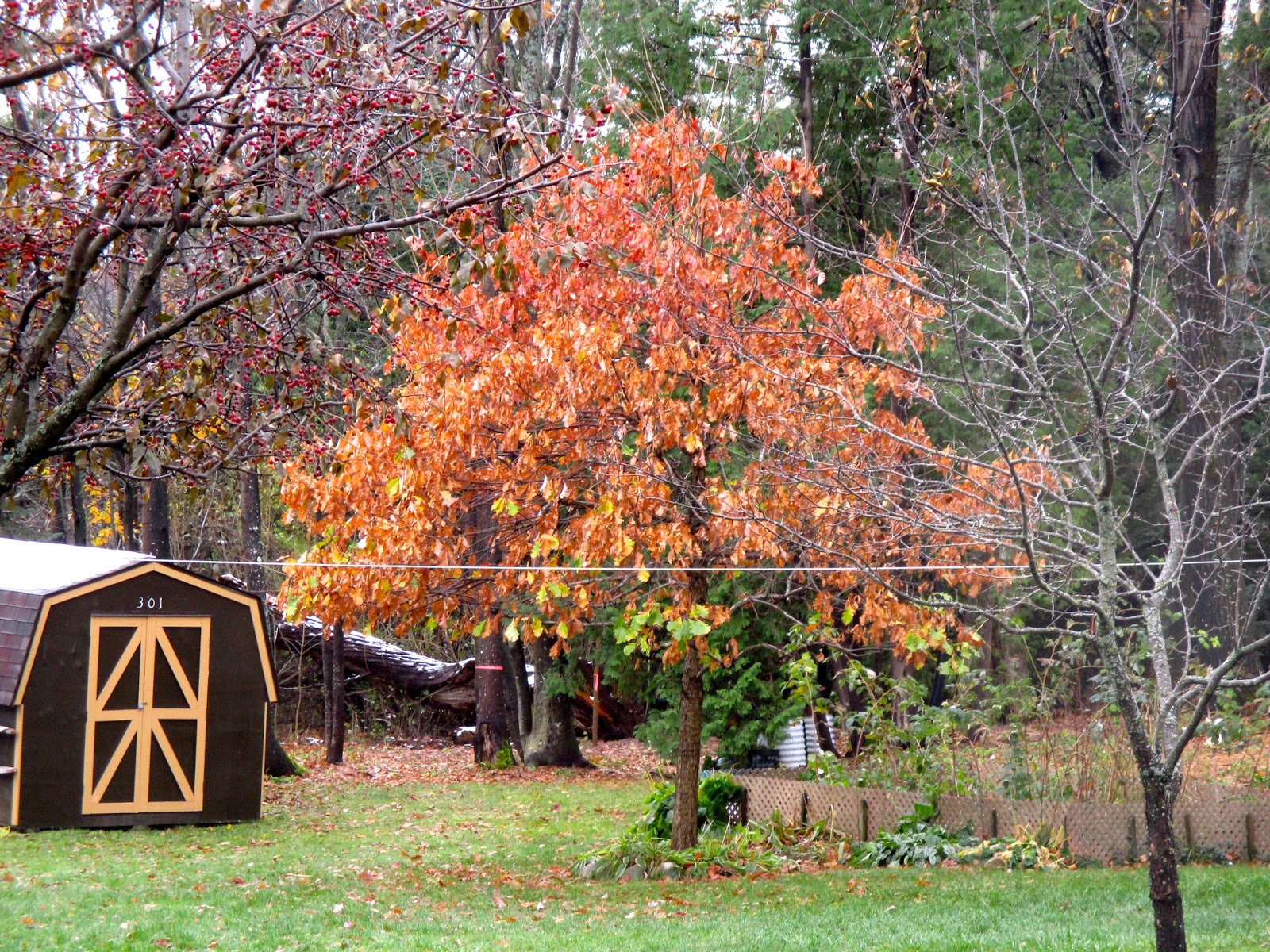 Art's Bayfield Almanac: SWAMP WHITE OAK, A FALL HOLDOUT