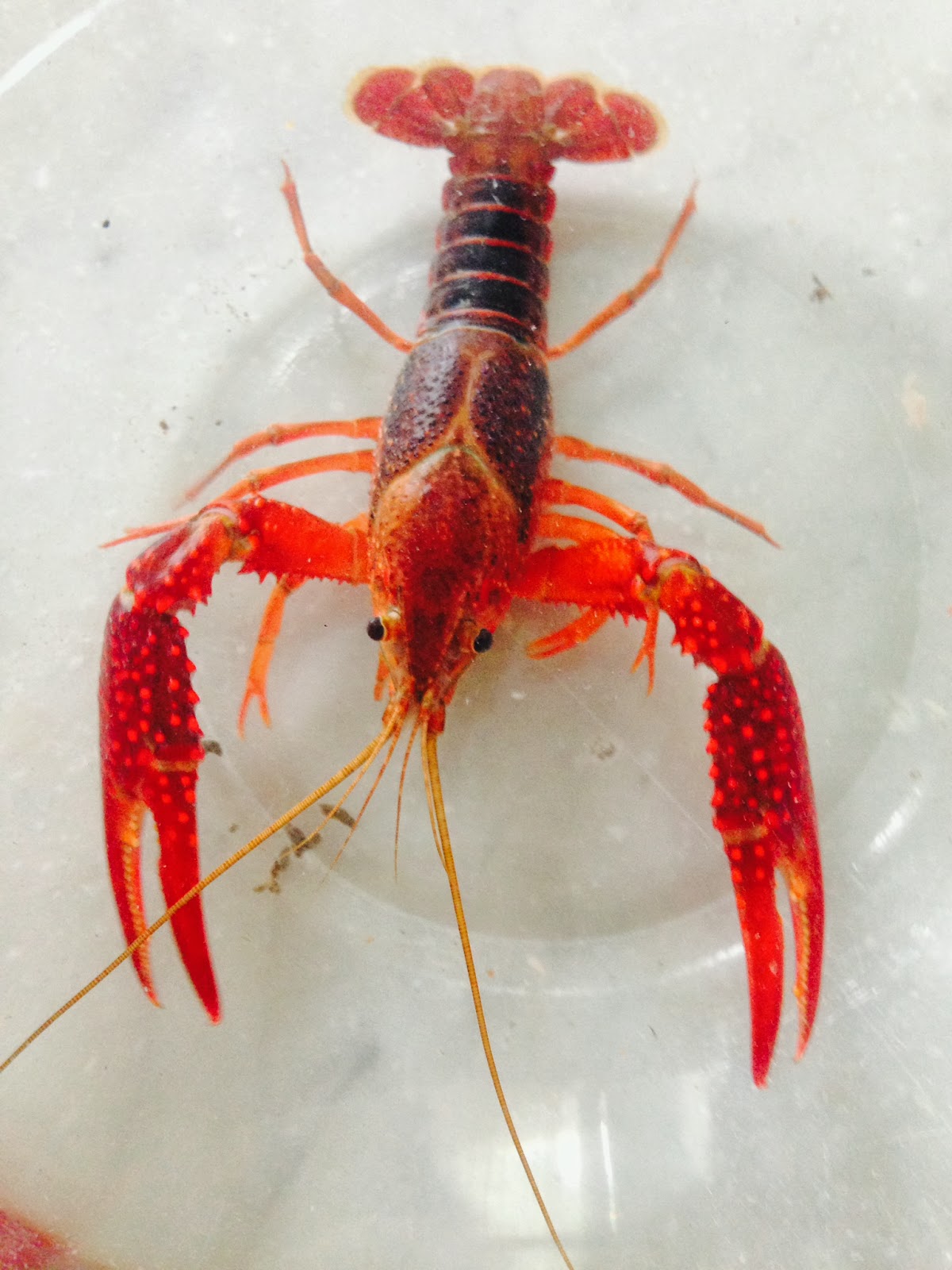 Updates in Nutrition and Functional Medicine - Maurizio Salamone's Blog ...