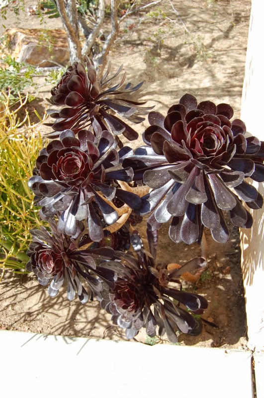 The Indoor Garden: How to grow a Black Rose succulent plant