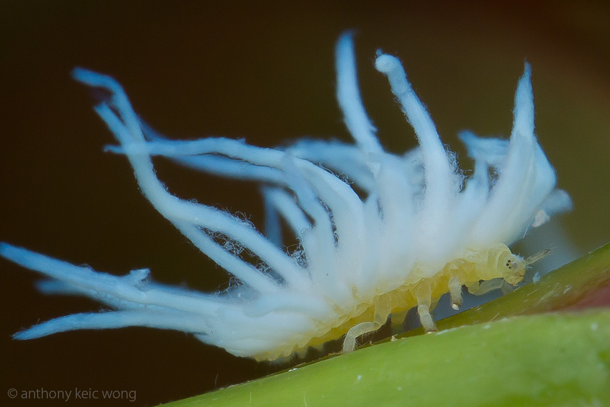Macro Photography: The Mystery White Insect - ID: Ortalia / Amida ...
