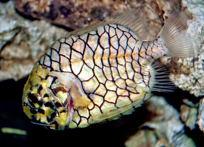 PINECONE FISH photos - wallpapers | the fun bank