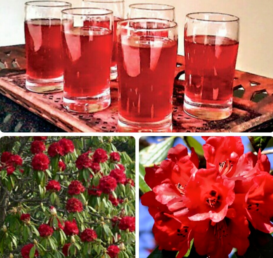 CHEF DARSHAN DABRAL: BURANC JUICE - (RHODODENDRON JUICE )
