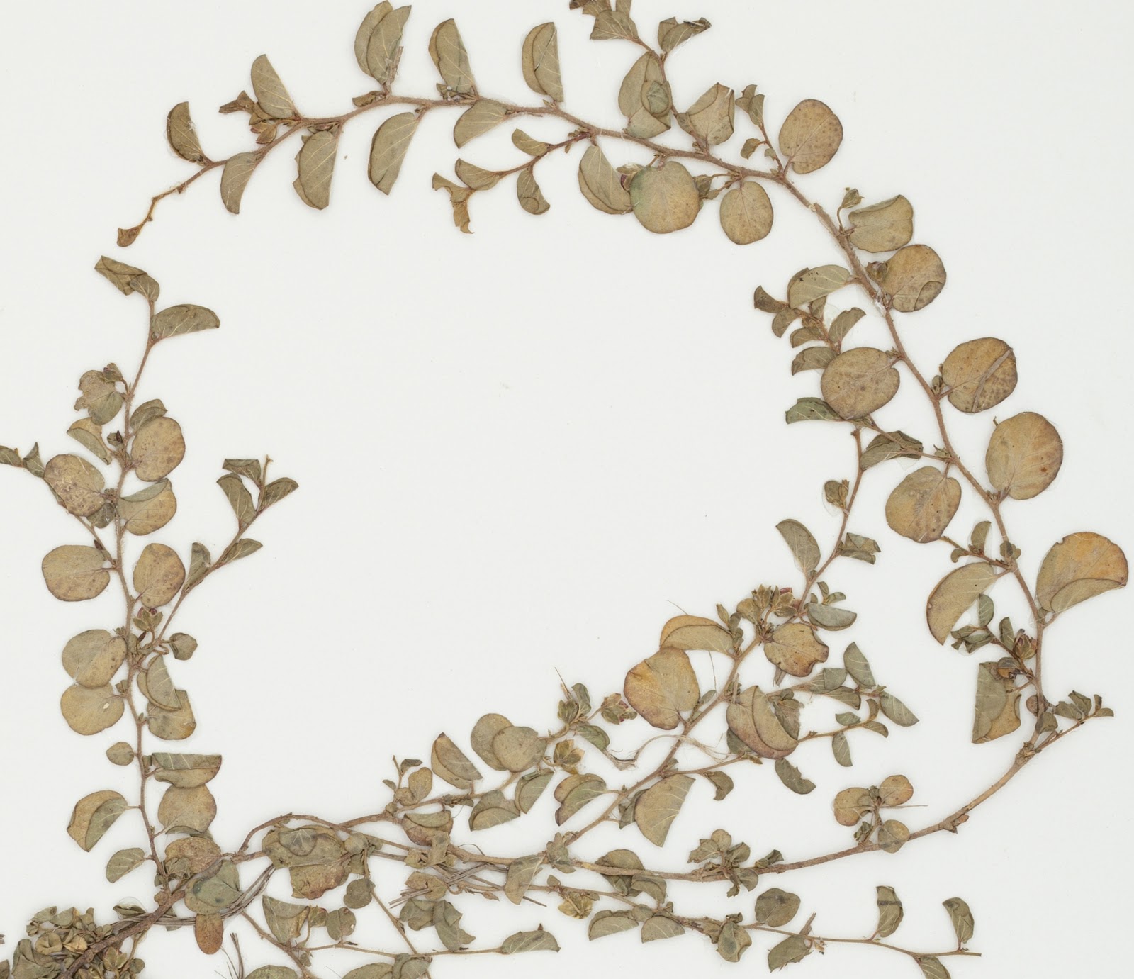 PLANT FAMILIES OF PUERTO RICO AND FLORIDA PAPO VIVES: CONVOLVULACEAE ...