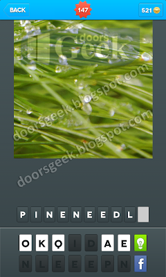 Zoomed In - Photo Word Game Level 147 ~ Doors Geek