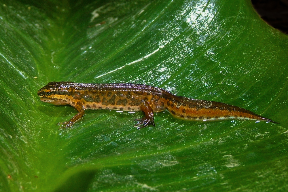 Verdes Ecos: EXPEDIÇÃO AOS ANFÍBIOS DO PNLN