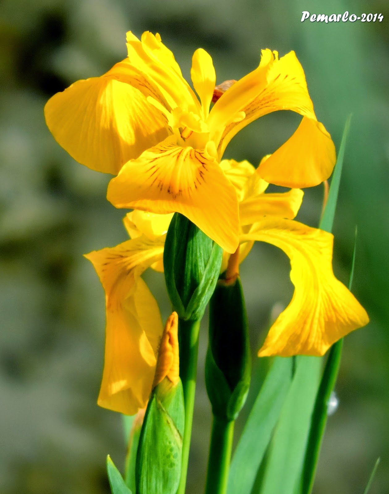 Plantas de Murcia: LIMNIRIS PSEUDACORUS (Lirio amarillo) EN EL RIO ...