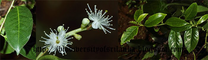 Biodiversity of Sri Lanka: බෝඹු/වල්-බෝඹු [Wal-Bombu/Bombu] (Symplocos ...