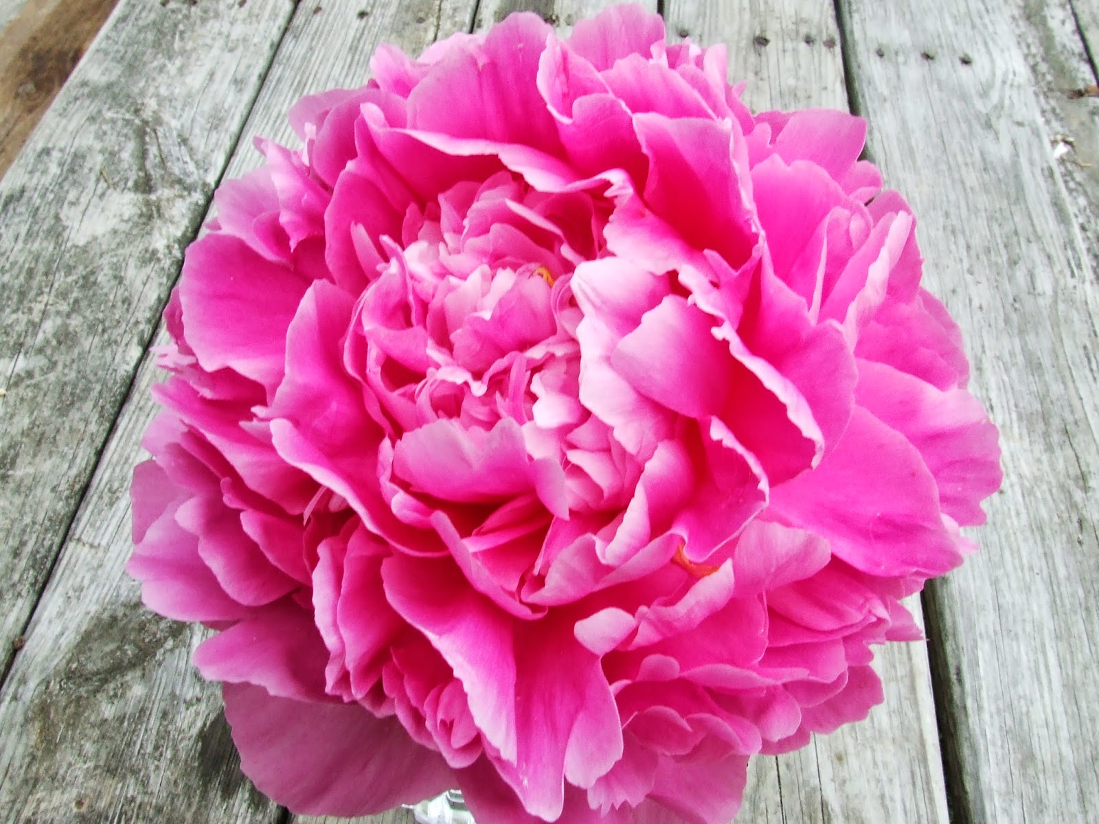 Evans Funeral Homes Obituaries: PATTY HOWE