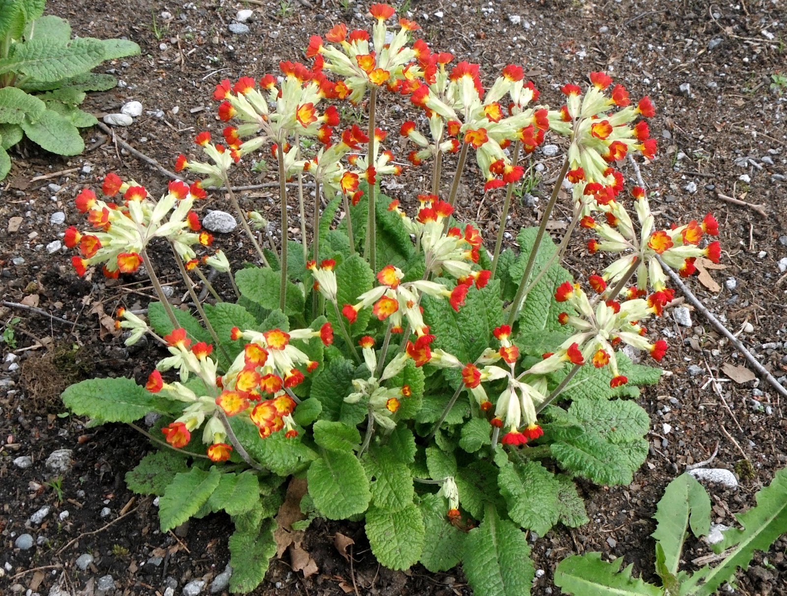 stormidae: spring on the Walkway