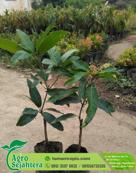 Bibit Mangga 3 Rasa