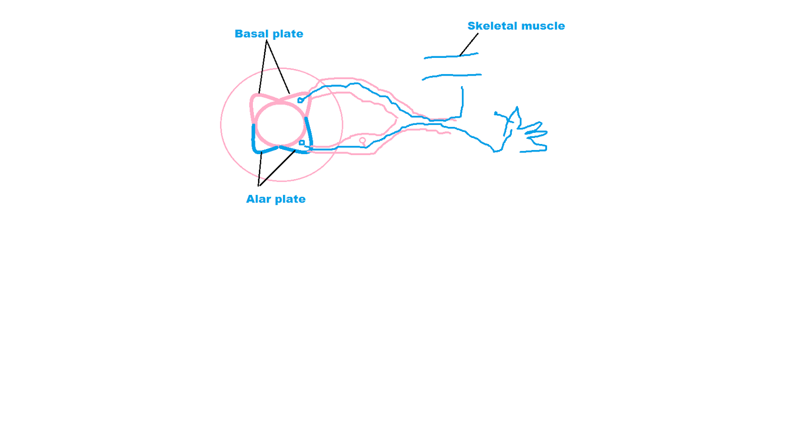 easyhumanatomy: Development of spinal cord (alar and basal plate ...