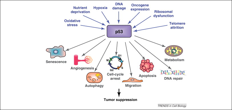 A GRAN AUMENTO...: P53, SOCIEDAD Y SERVICIO SOCIAL EN MEDICINA