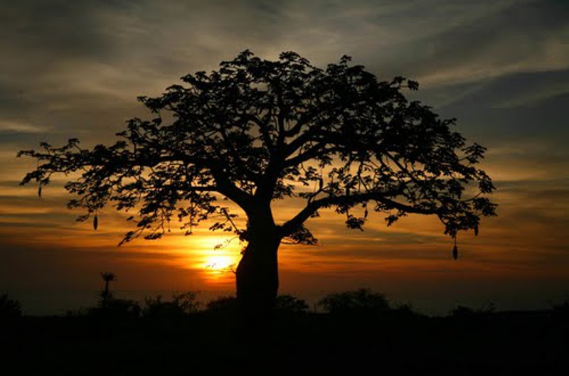 tropicalia: "pôr do Sol, Angola"