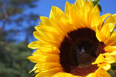 Solrosbloggen: Fakta om solrosor