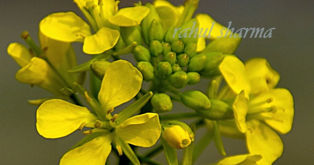 Brassica campestris L. (Field Mustard ) ~ Wild Flora Of Dwarka