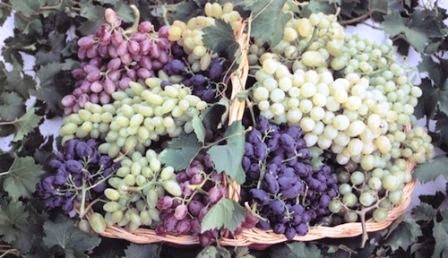 Scoala de bucatarie italiana: Strugurii de masă