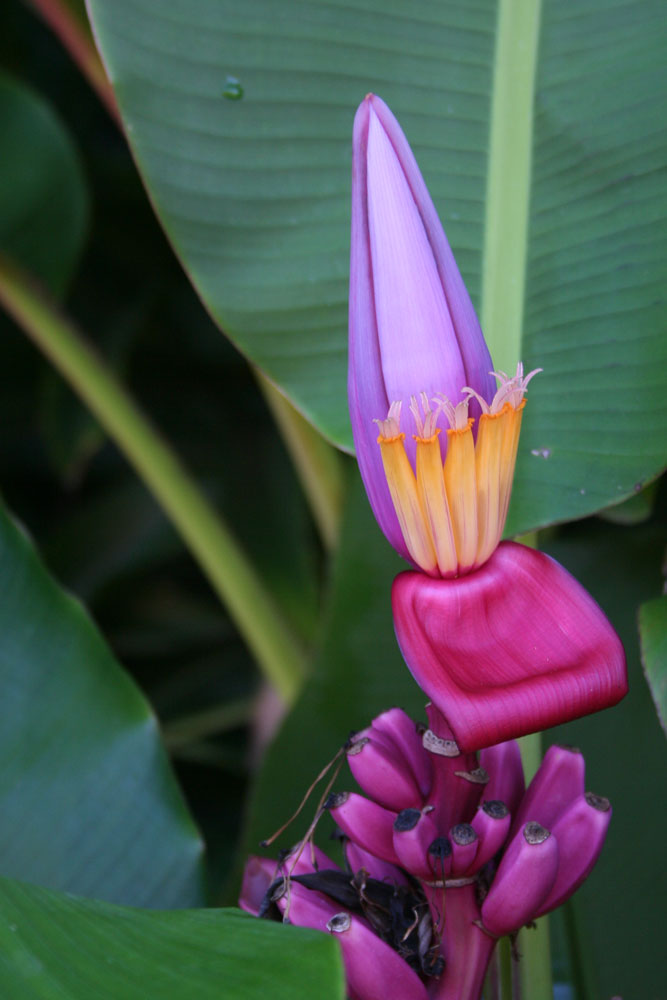 The Rainforest Garden: A Critic's Guide to the Mexican Garden at Epcot