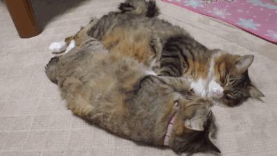 Funny cats - part 80 (40 pics + 10 gifs) | Amazing Creatures