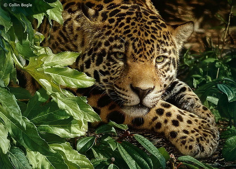 Коллекция картинок: Collin Bogle_ Wildlife Paintings