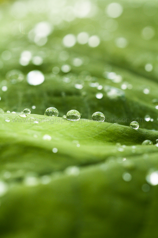 Photography by Jeremy Berkson