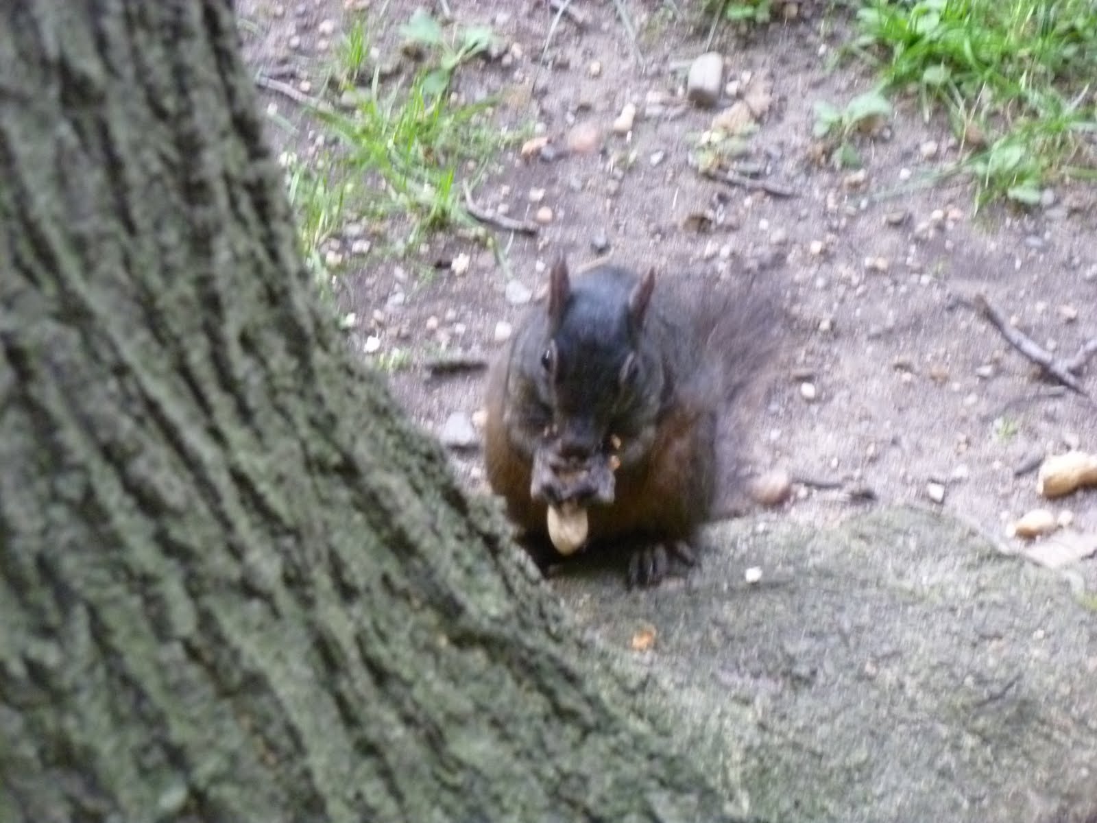 The New York Squirrel: Pinky