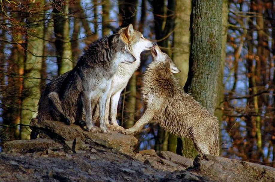 ERIPE LUPUS: YELLOWSTONE NATIONAL PARK WOLVES